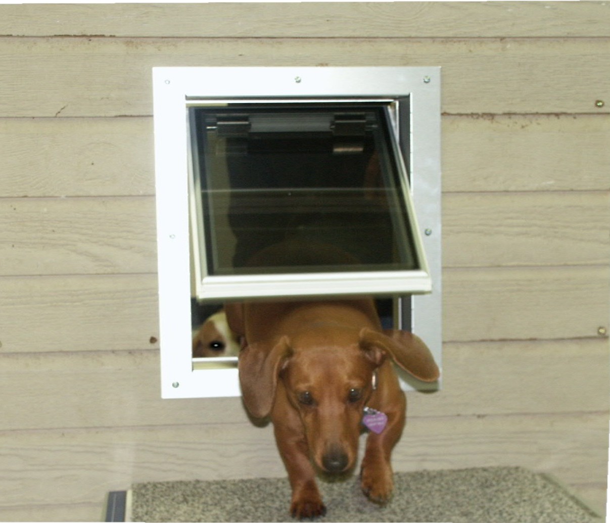 Best Insulated Dog Doors at Don Pursel blog